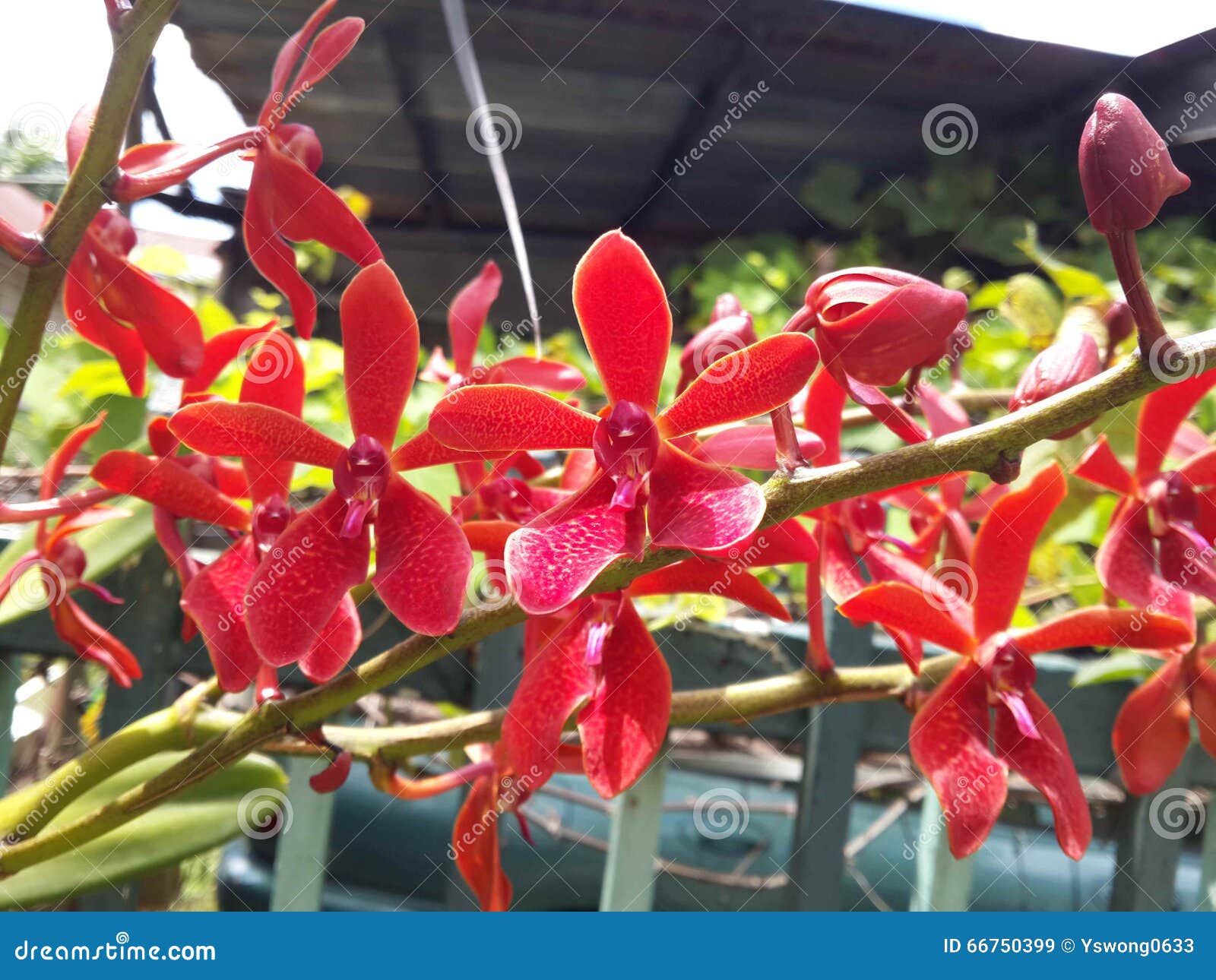 Bright Red Orchid editorial stock image. Image of beautiful - 66750399