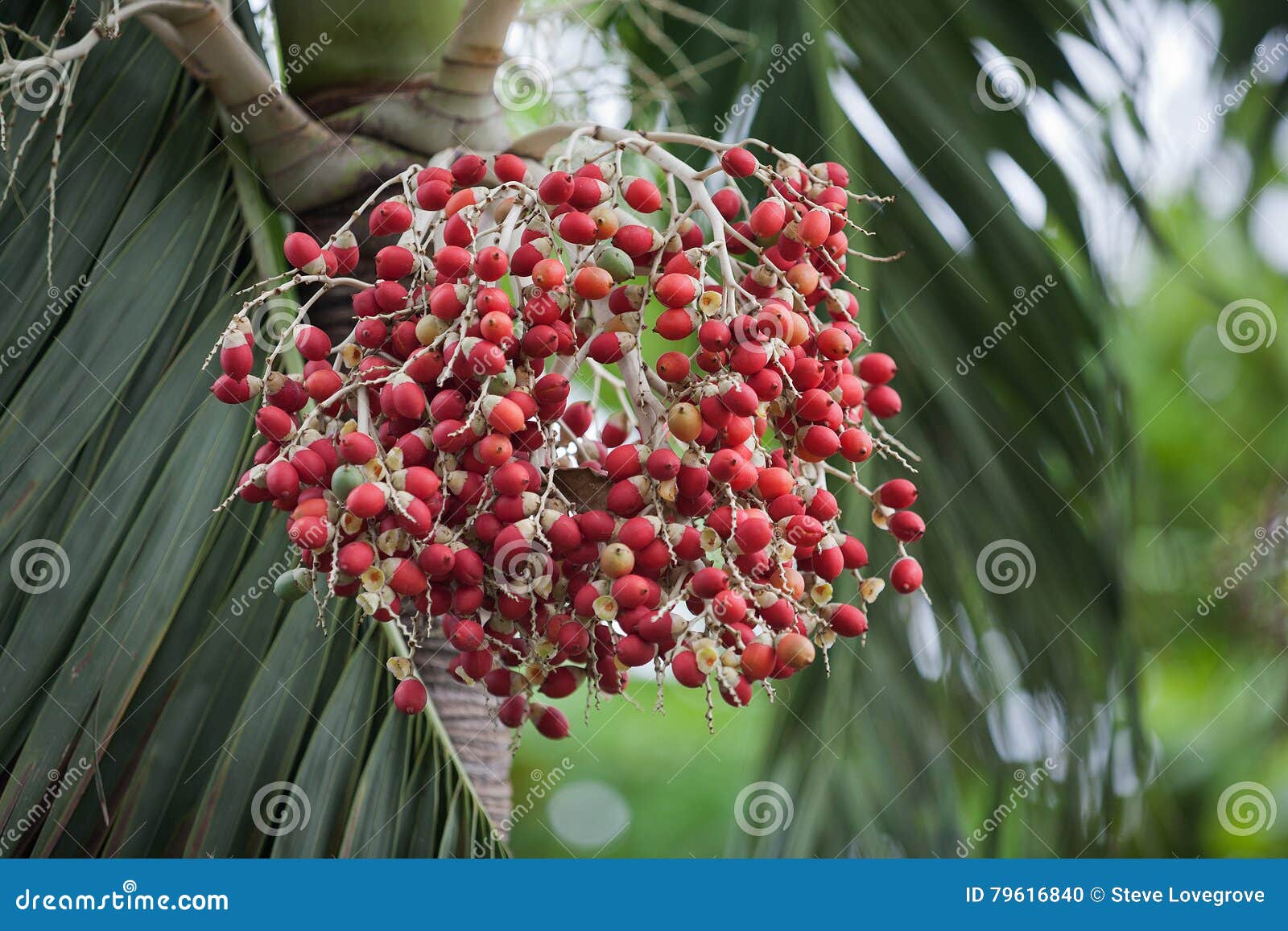 Bright red Palm Tree fruit stock photo. Image of palm - 79616840