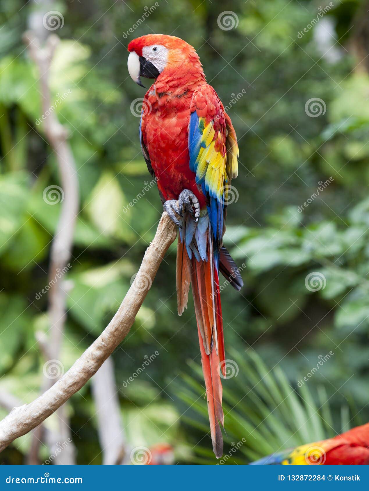 Bright Red Parrot Close Up in Sunny Day Stock Photo - Image of ...