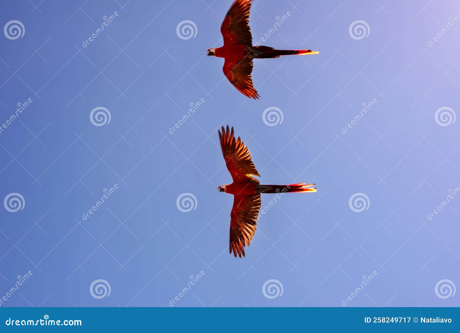 Bright Red Parrots in the Blue Sky Stock Image - Image of family ...