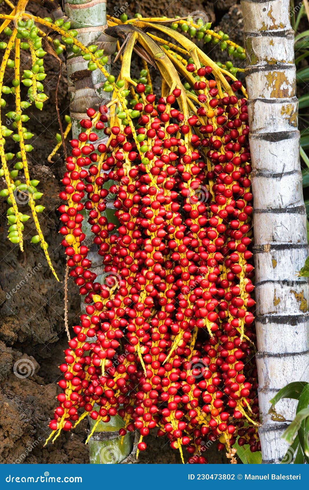Bright Red Peach Palm Berries Stock Photo - Image of delicate ...