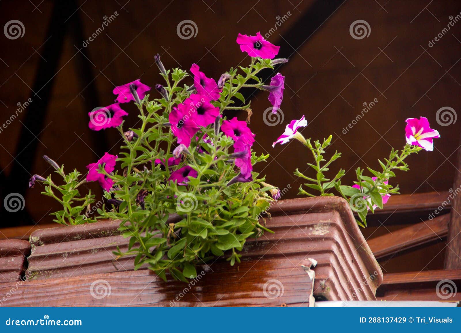 Bright Red Petunia Flowers in the Balcony Stock Image - Image of ...