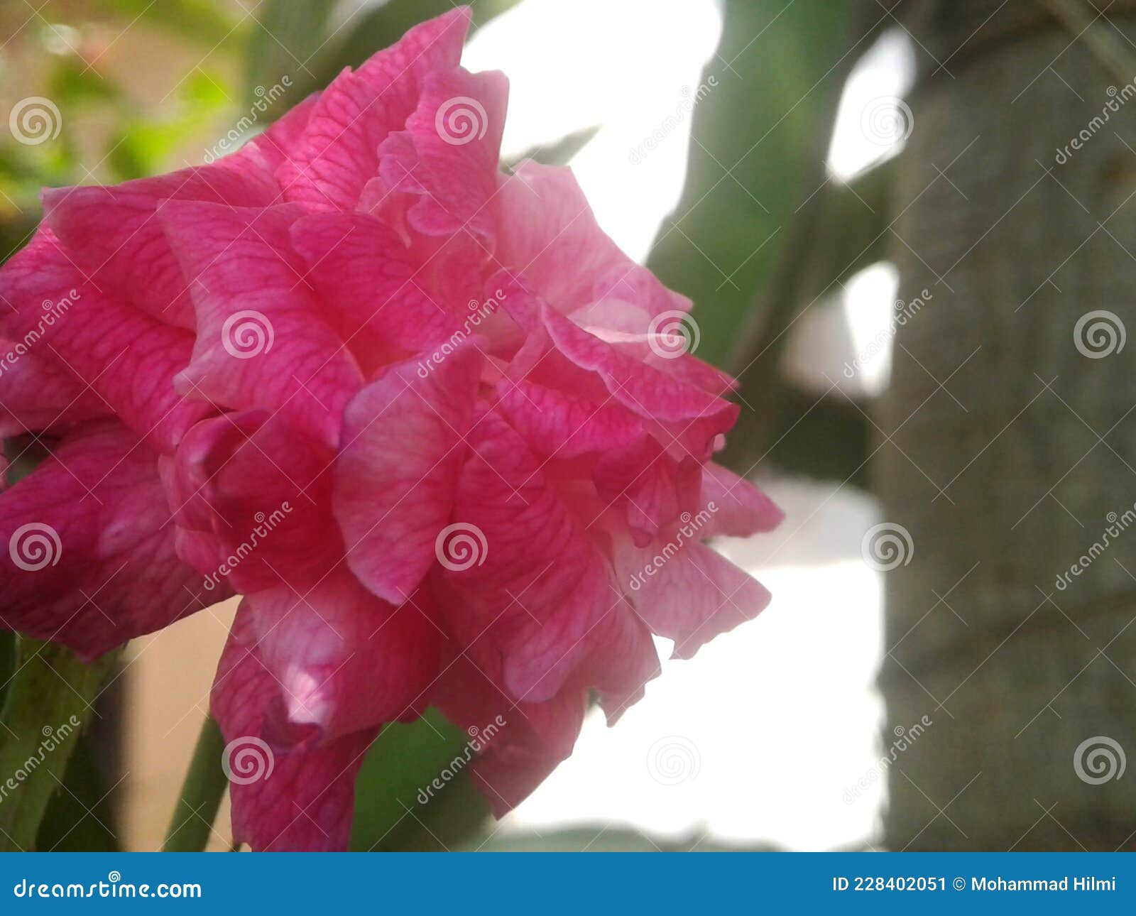 Bright Red Pink Petal Rose Flower Stock Image - Image of shrub, petal ...