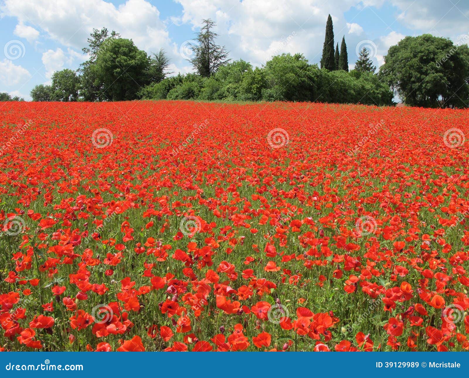 Bright red poppies field stock image. Image of bloom - 39129989