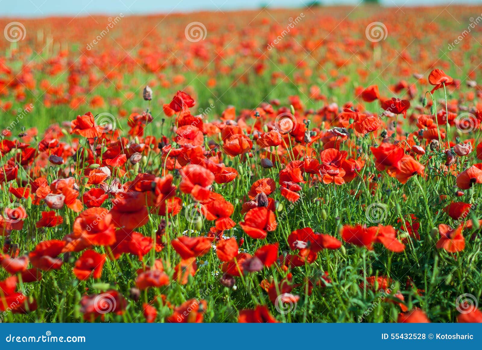 Bright red poppies stock photo. Image of bright, field - 55432528