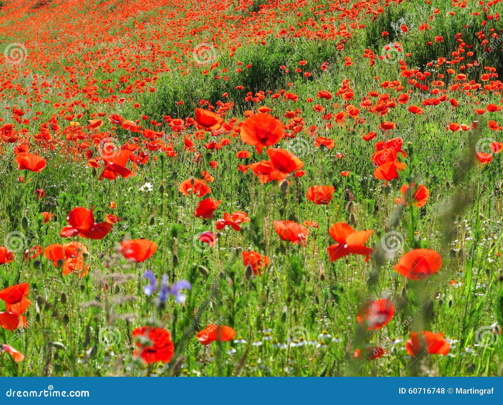 Bright red poppy field stock photo. Image of fertile - 60716748