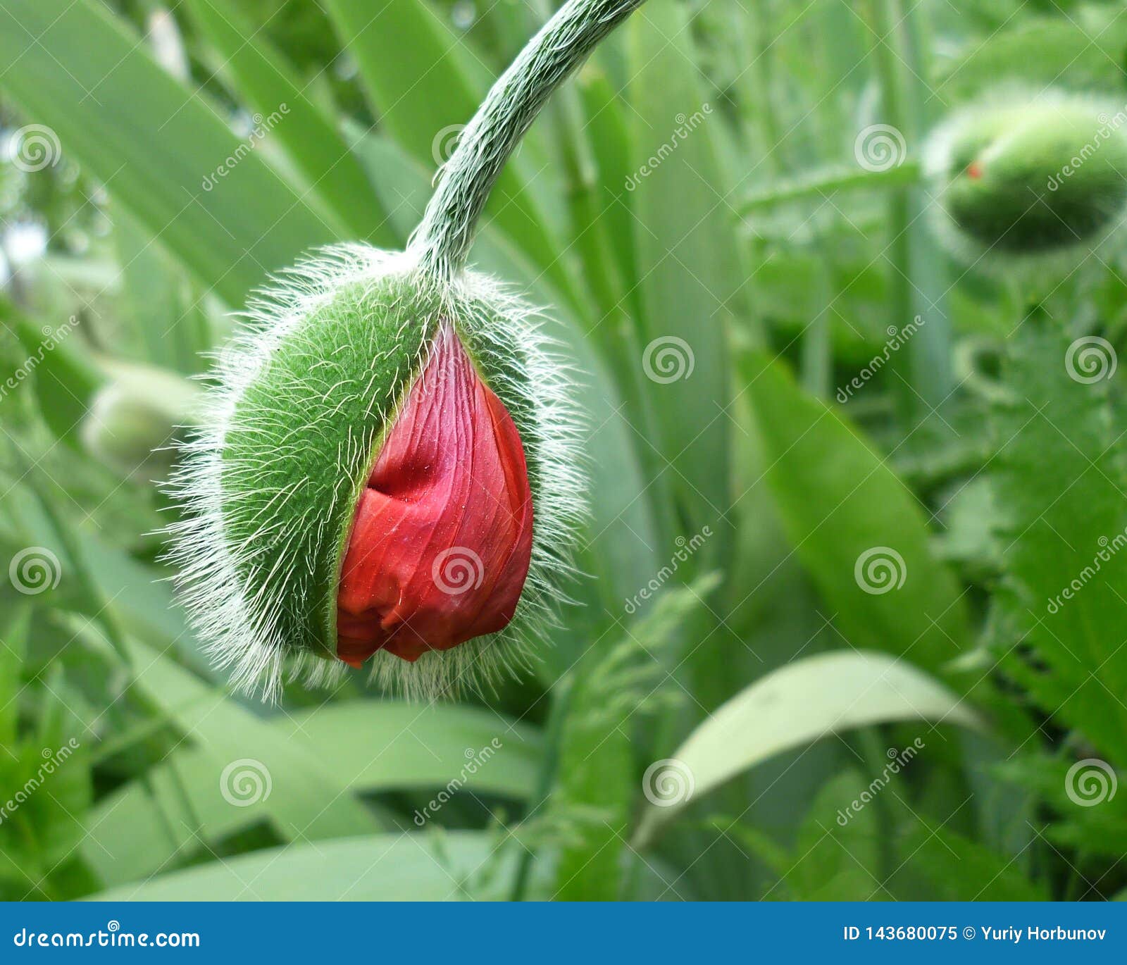 Bright Red Poppy Flower in Bud Stock Image - Image of flower, blade ...