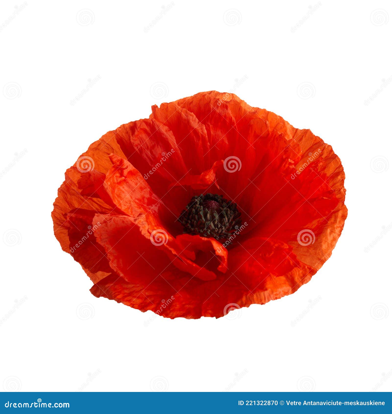 Bright Red Poppy Flower Isolated on White Background. Stock Photo ...