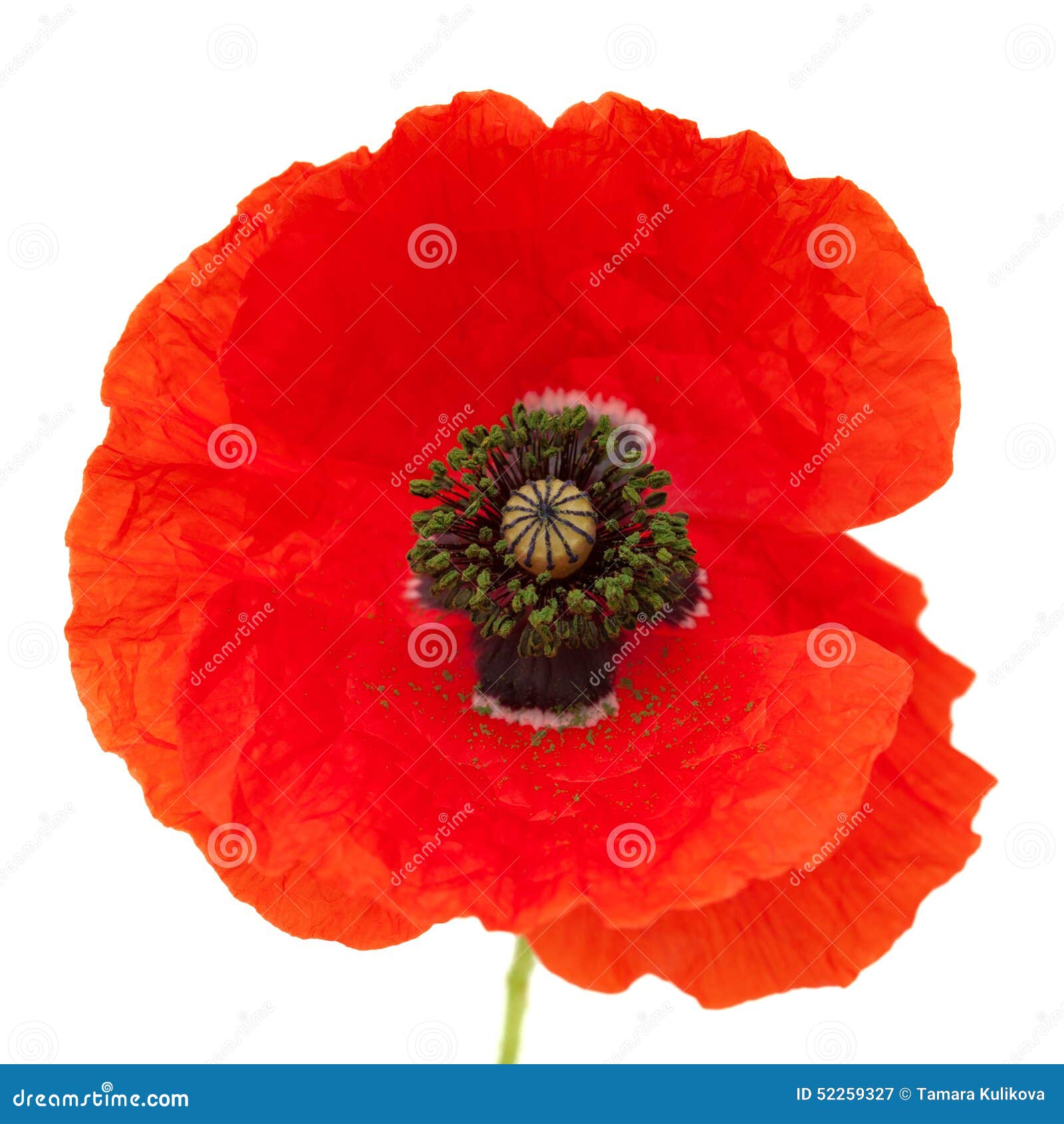 Bright red poppy stock image. Image of blooming, floral - 52259327