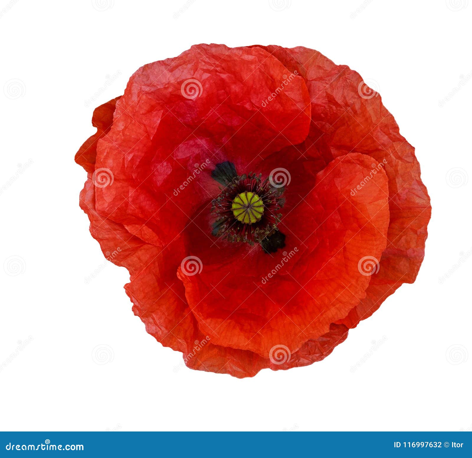 Single Red Poppy Isolated on White Background.Top View Stock Photo ...