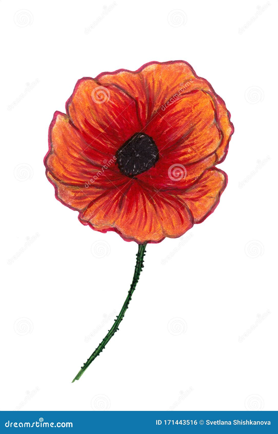 Bright Red Poppy Isolated On White Background Beautiful Flower Pencil