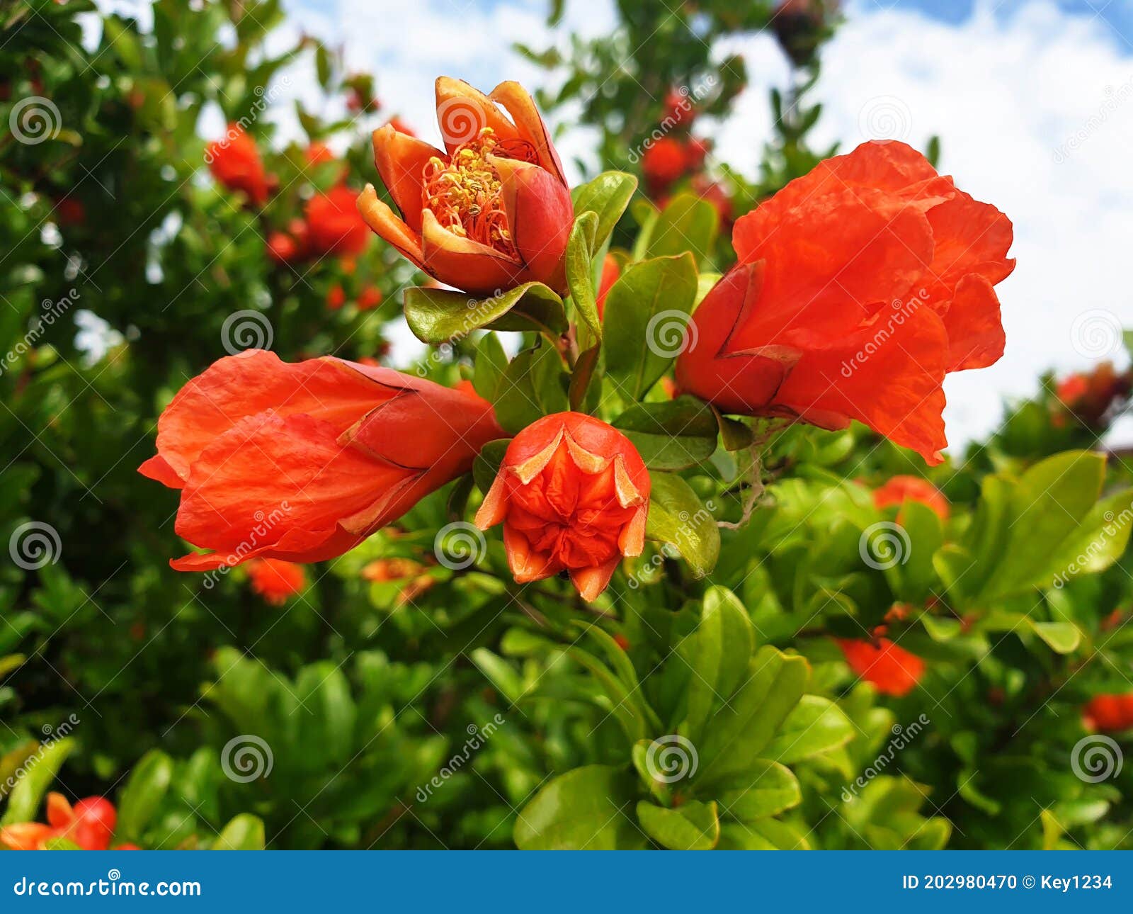 Bright Red Punica Granatum Flower Stock Photo - Image of blossom ...