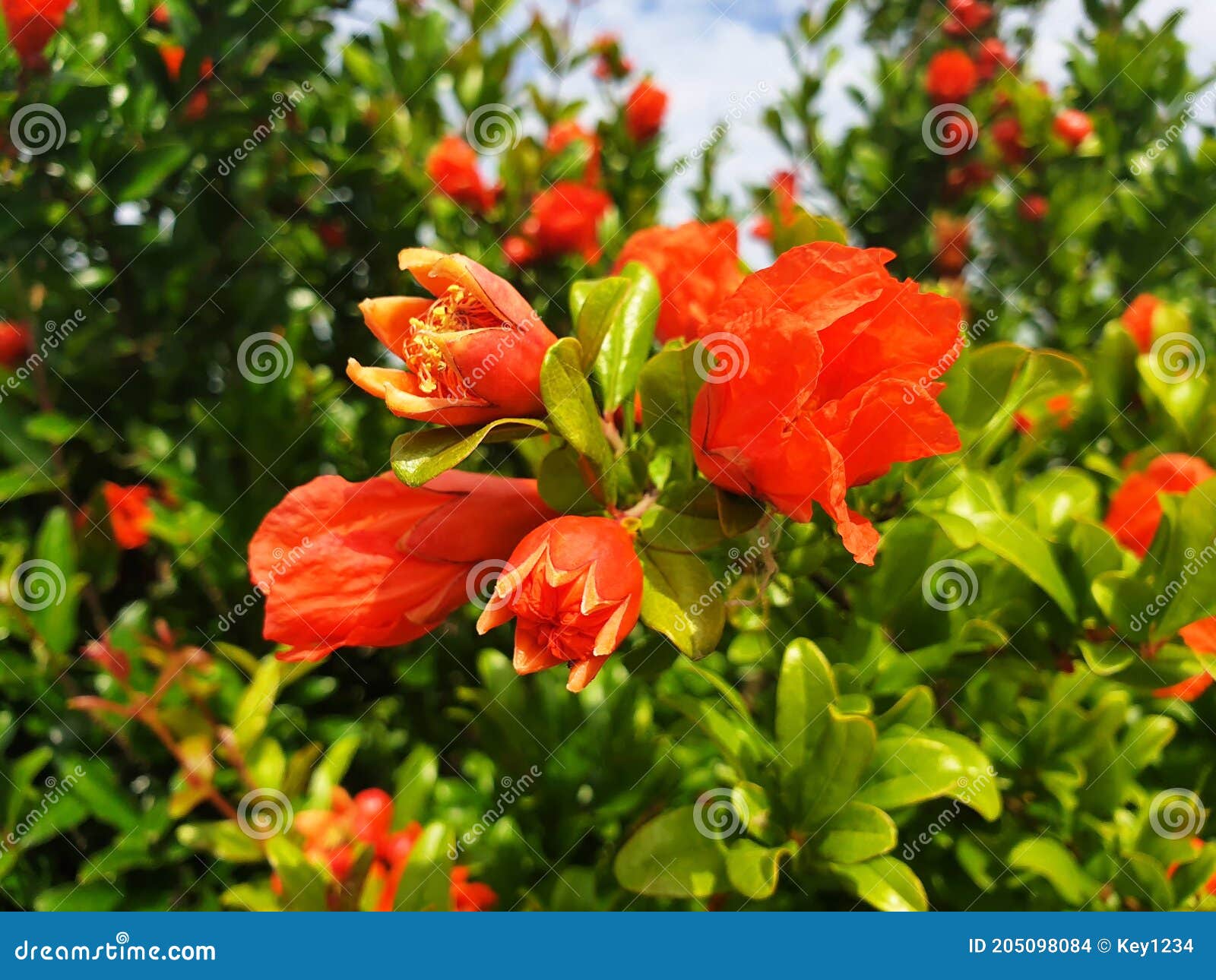 Bright Red Punica Granatum Flower Stock Photo - Image of colorful ...
