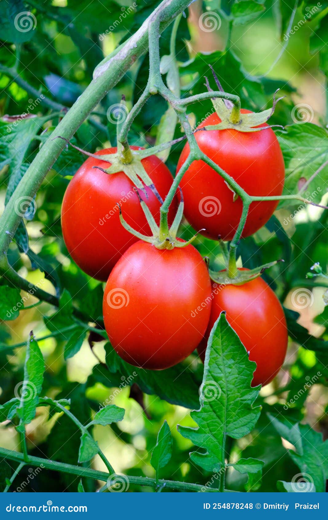 Bright Red Ripe Tomatoes in Garden on Bush Stock Photo - Image of ...