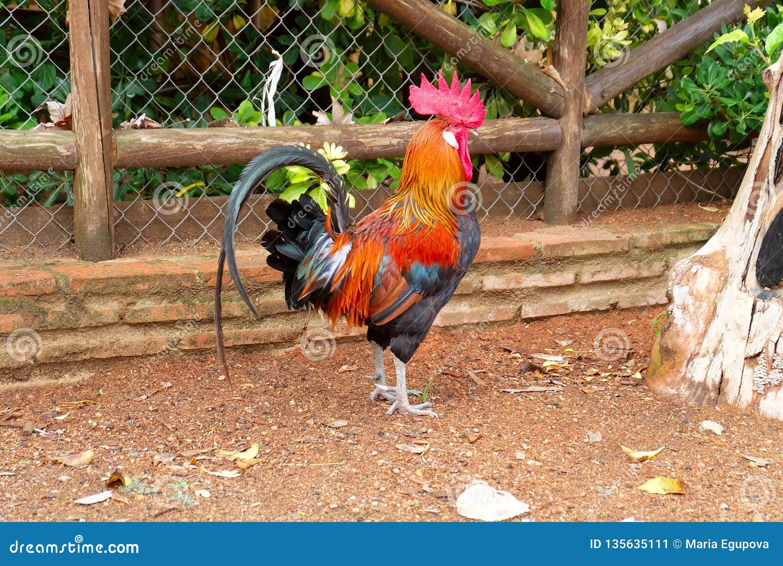 Bright Red Rooster stock image. Image of walk, green - 135635111