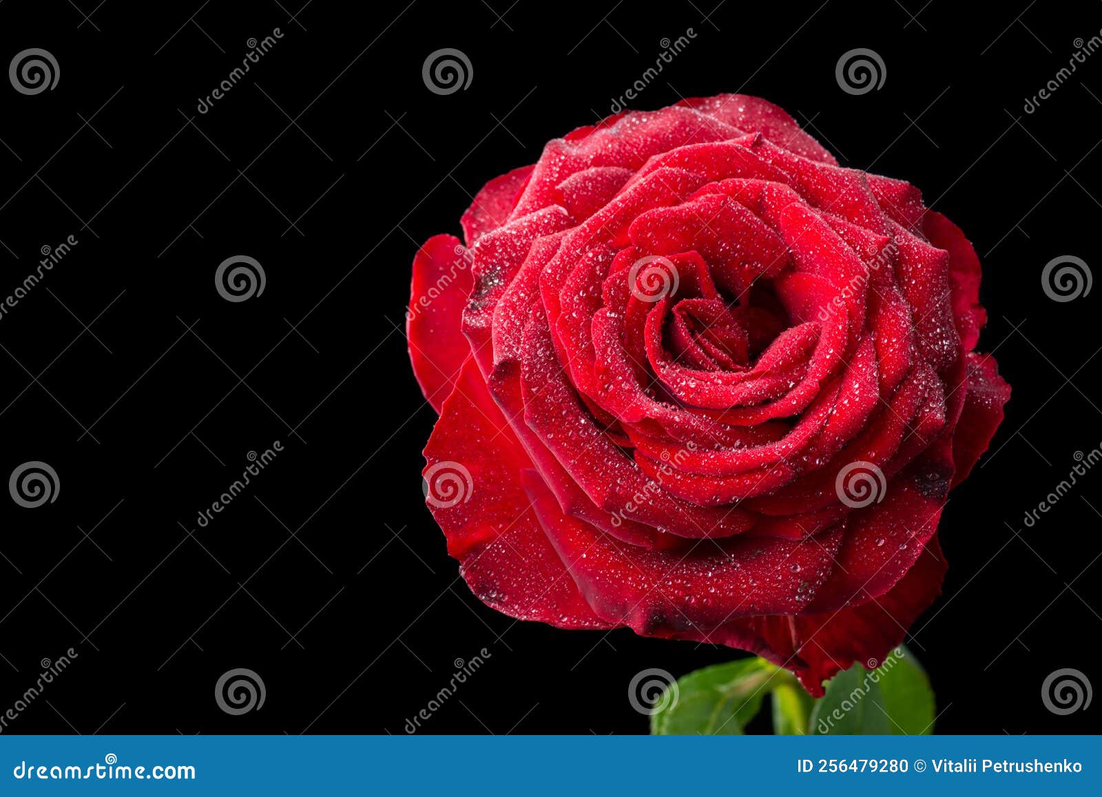 Bright Red Rose Against Black Background Stock Photo - Image of bright ...