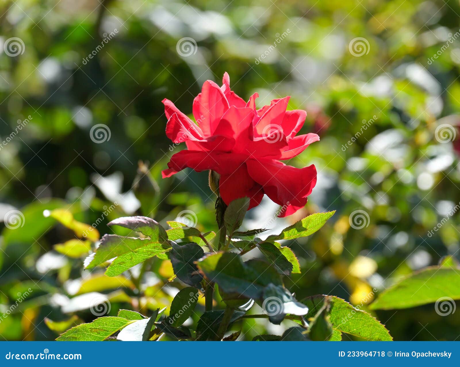 Bright Red Rose on a Background of Greenery Stock Photo - Image of ...