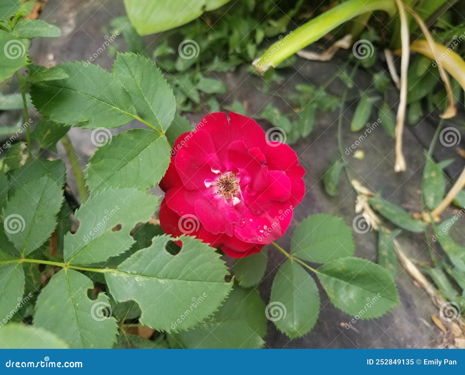 Bright Red Rose stock image. Image of bright, leaf, shrub - 252849135