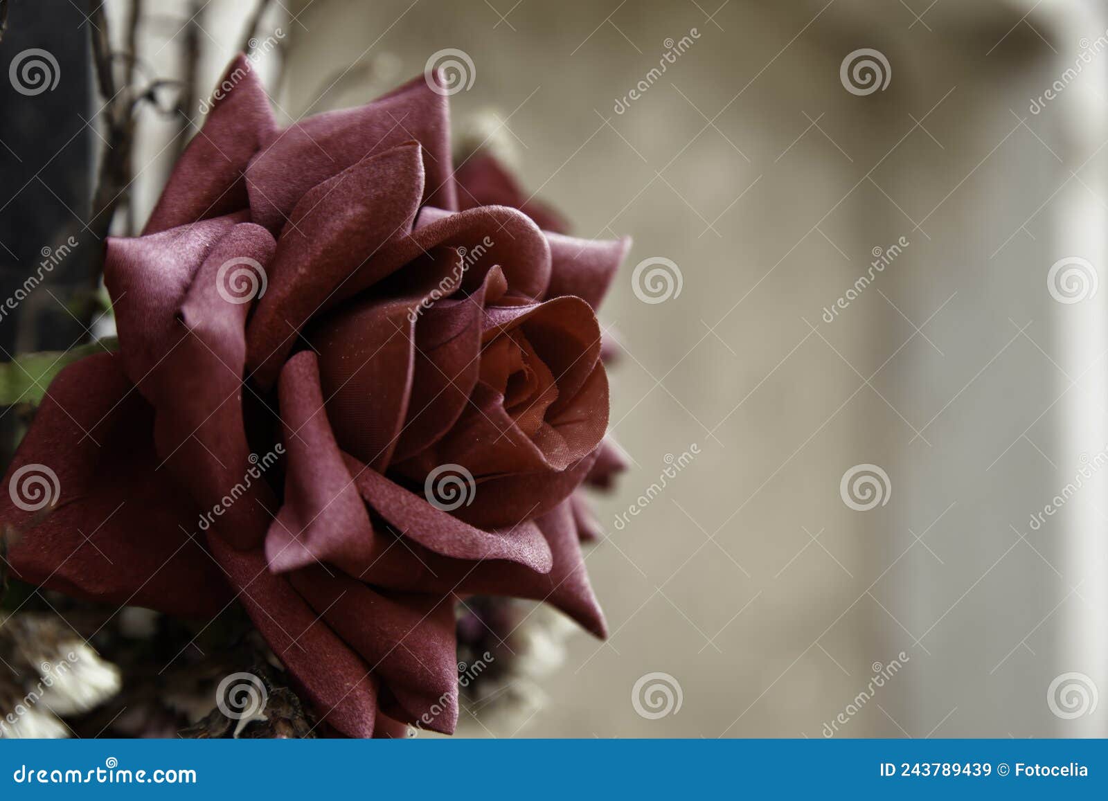 Bright red rose stock image. Image of freshness, bloom - 243789439