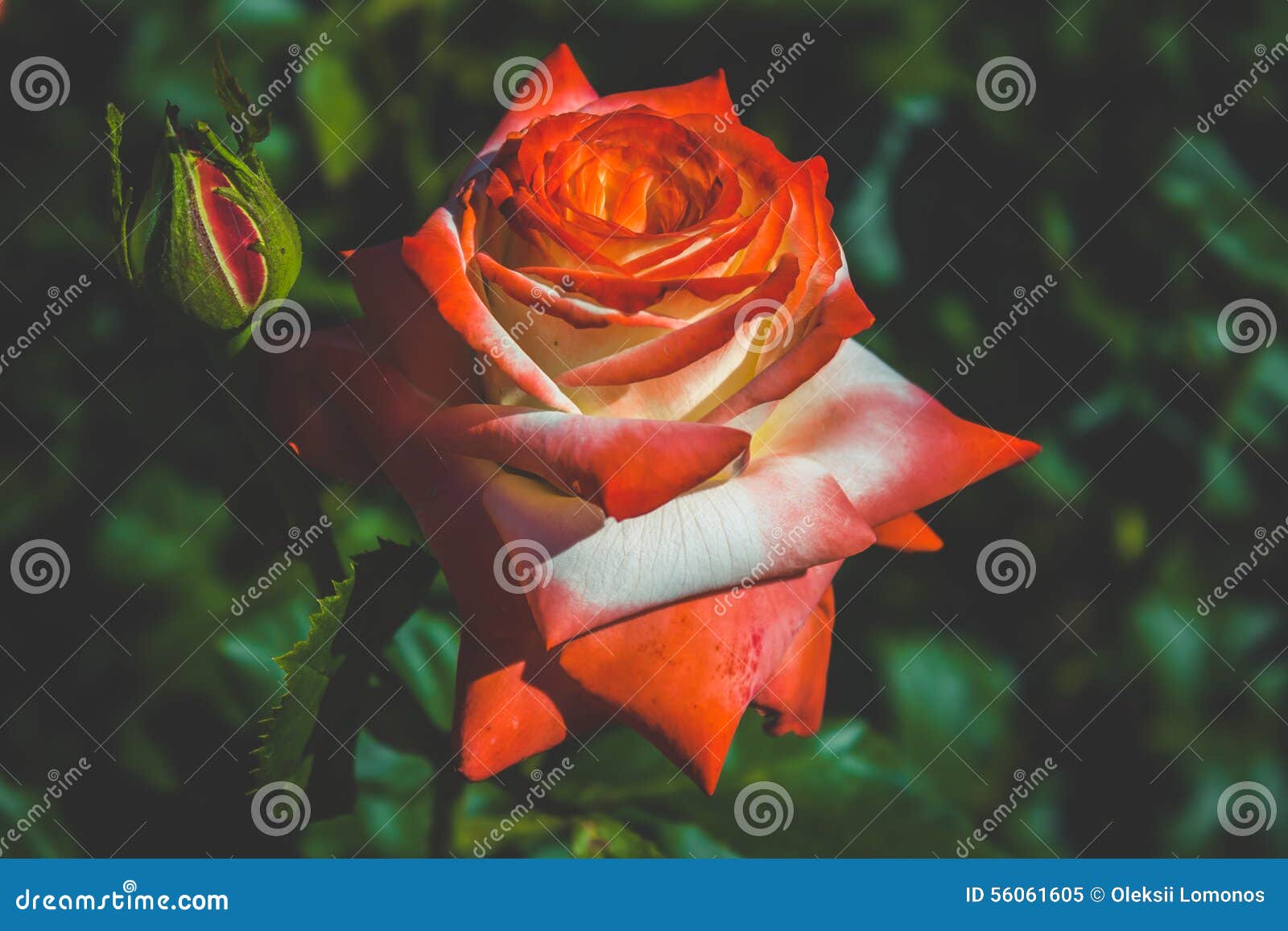 Bright red rose flower stock image. Image of hips, depth - 56061605