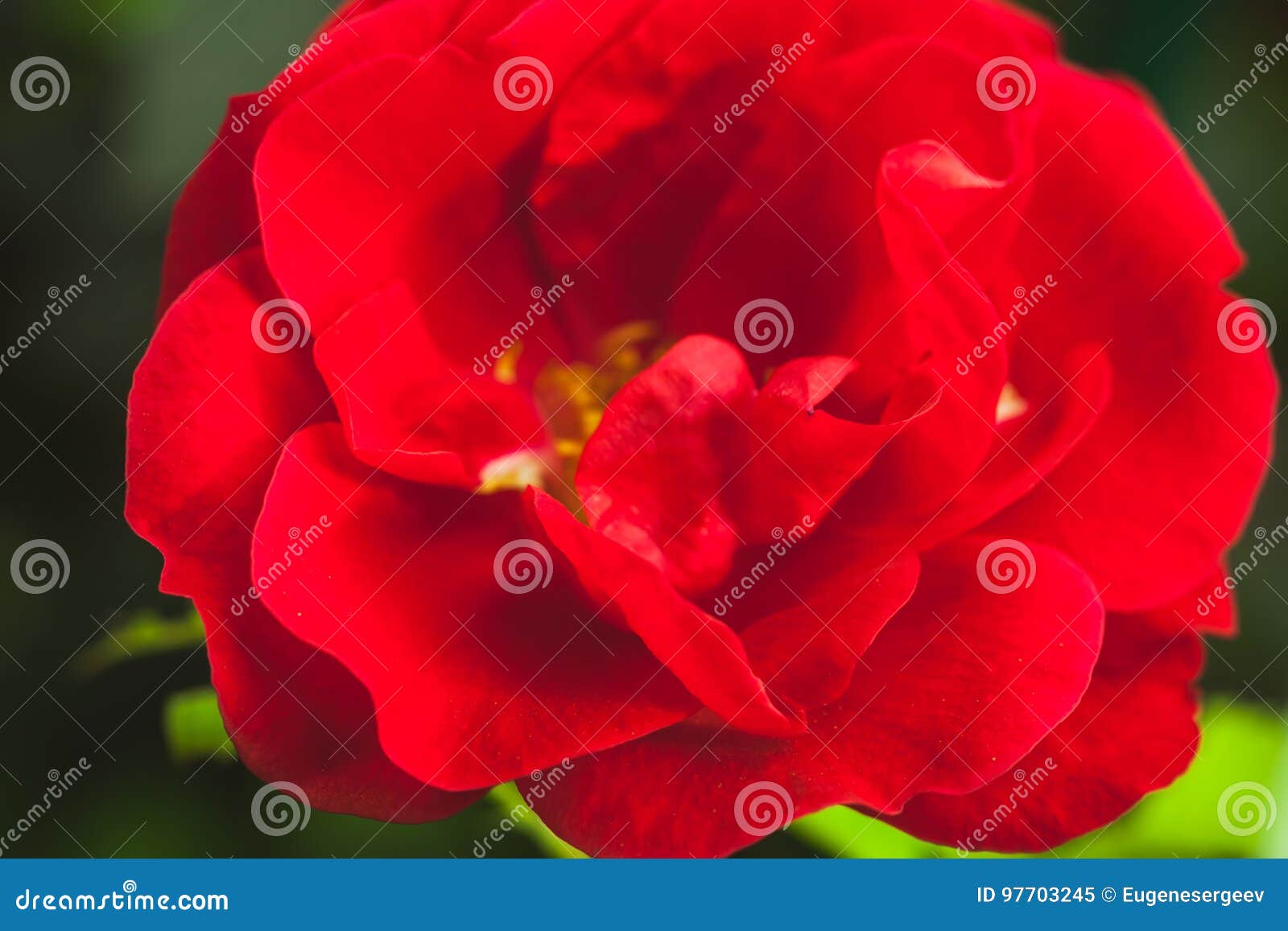 Bright Red Rose Flower, Macro Photo Stock Image - Image of floral ...