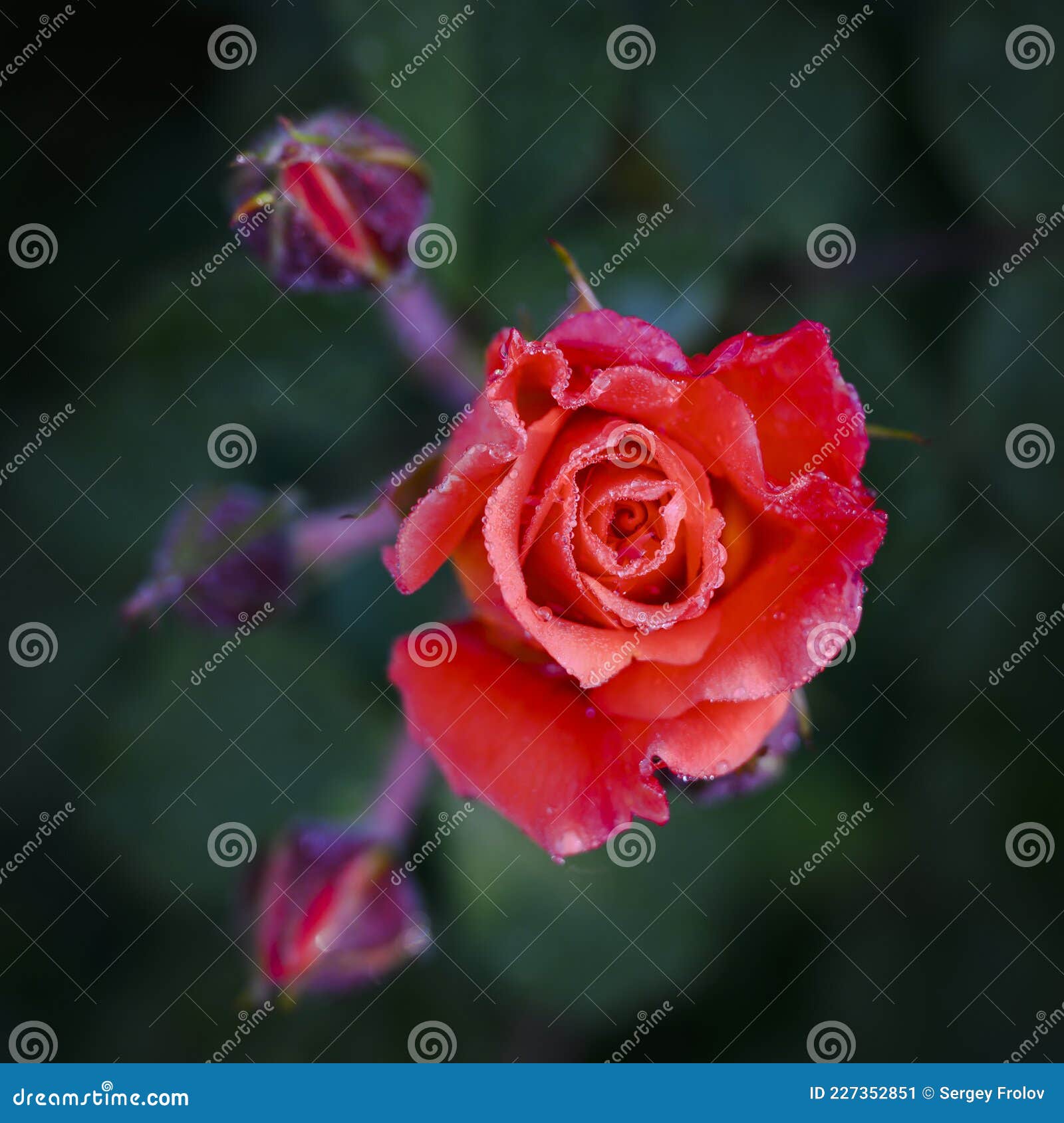 Bright Red Rose Flower among Unopened Buds Stock Image - Image of dark ...