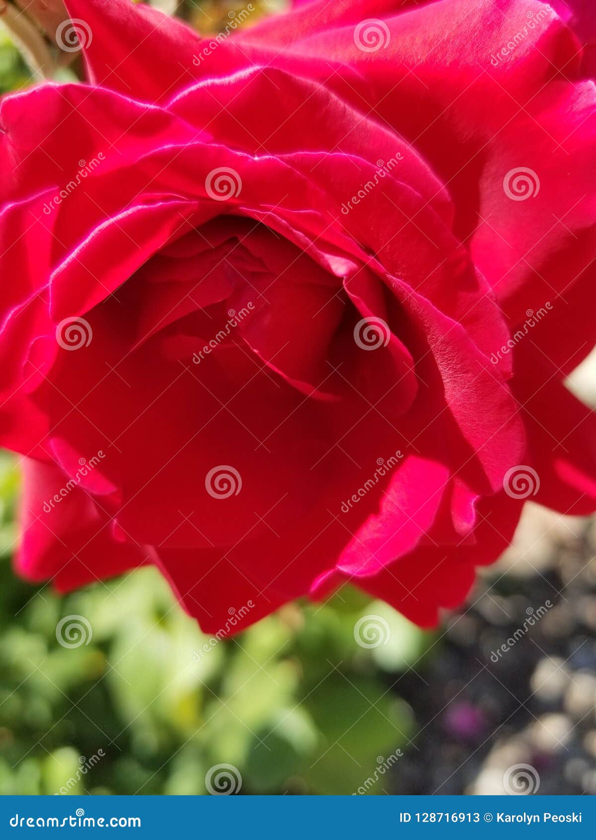 Bright red rose stock image. Image of flowers, plant - 128716913