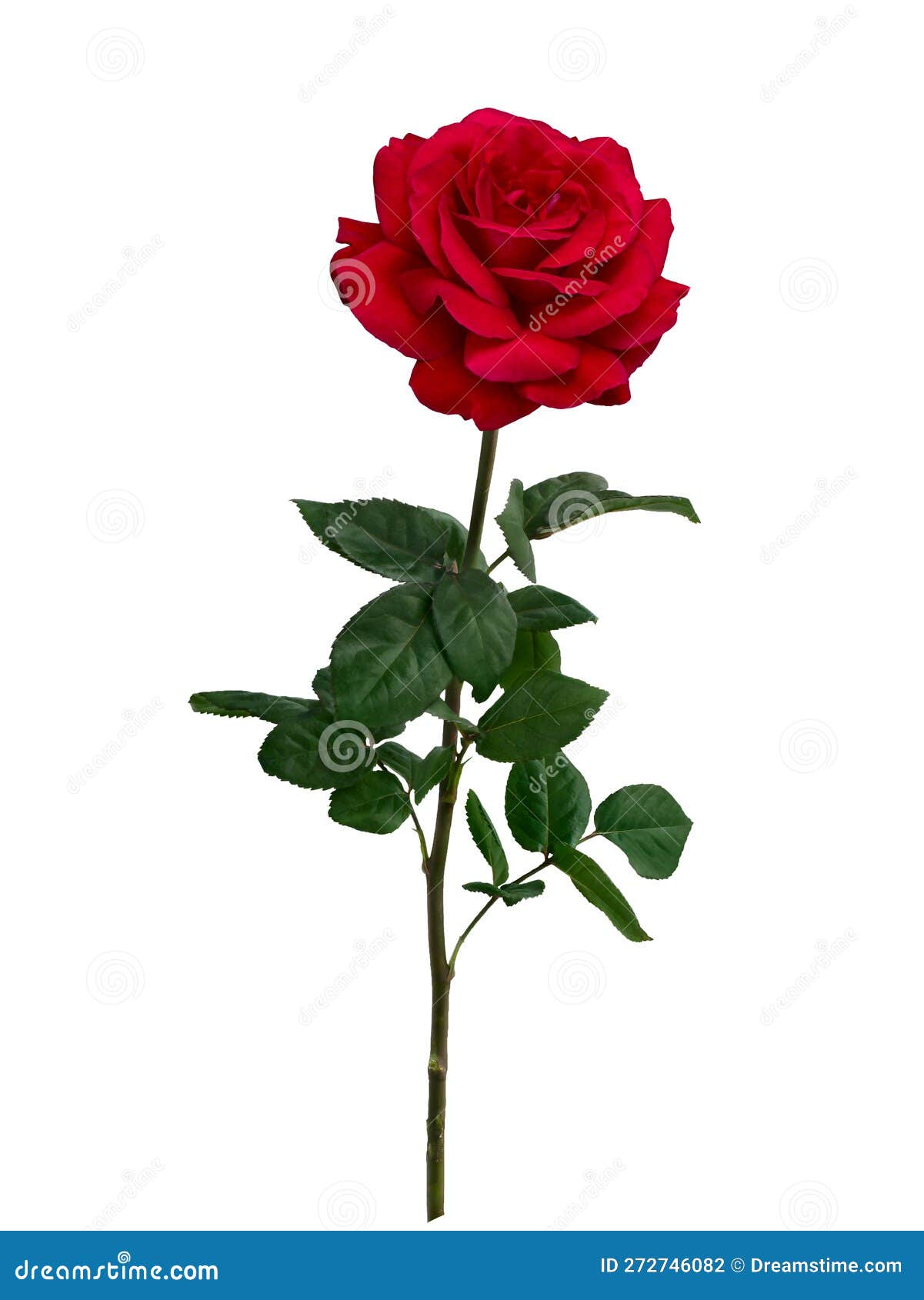 Bright Red Rose with Green Leaves Isolated on White Stock Photo - Image ...