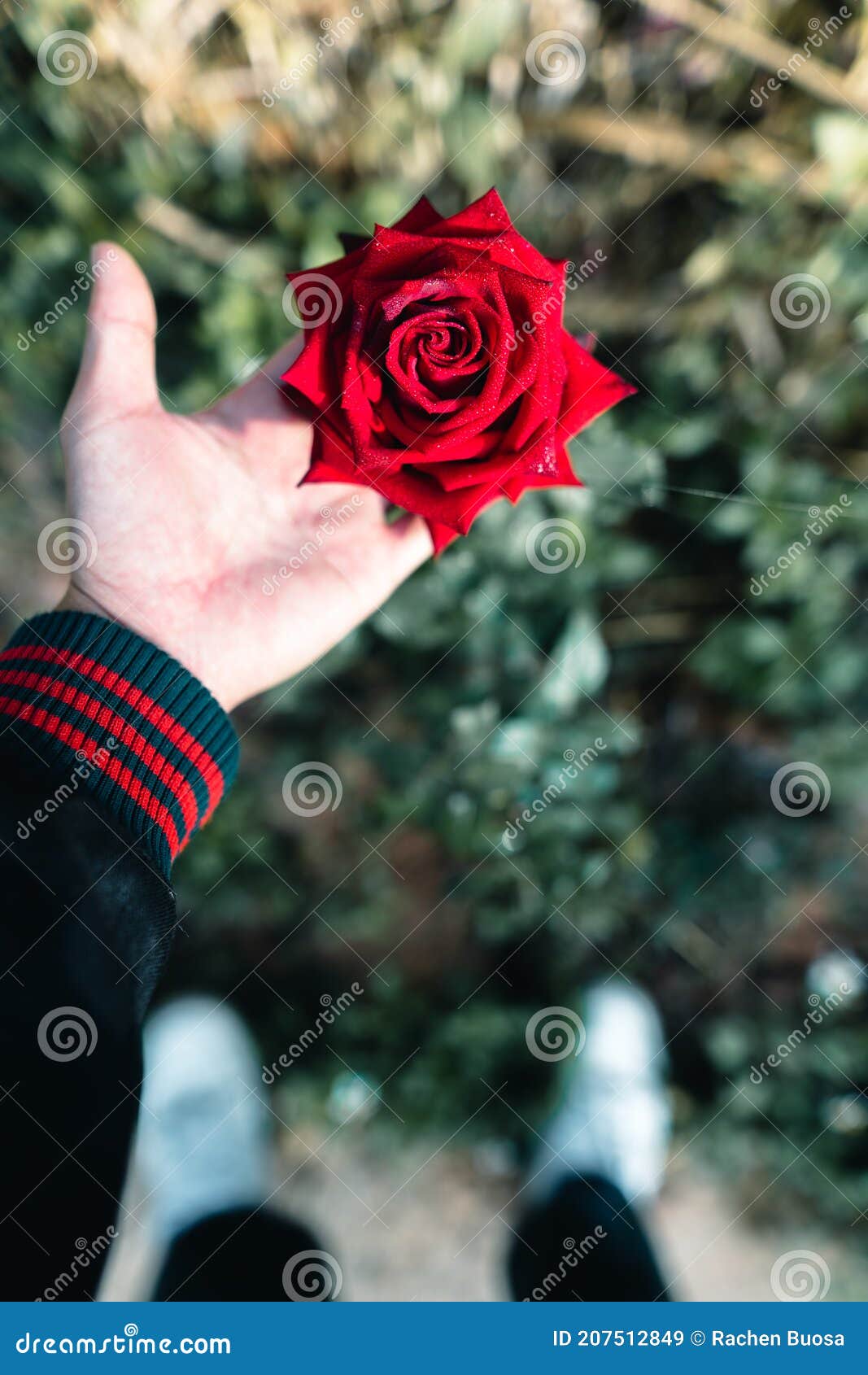 A Bright Red Rose in the Hand from the Garden Stock Image - Image of ...