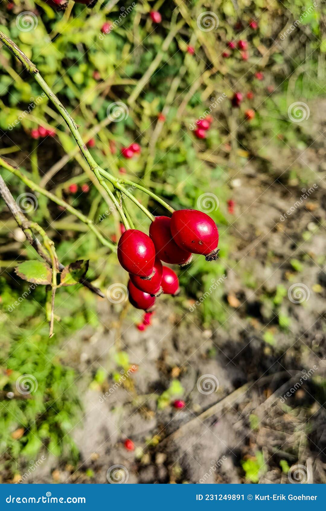 Bright red rose hips stock image. Image of flower, food - 231249891