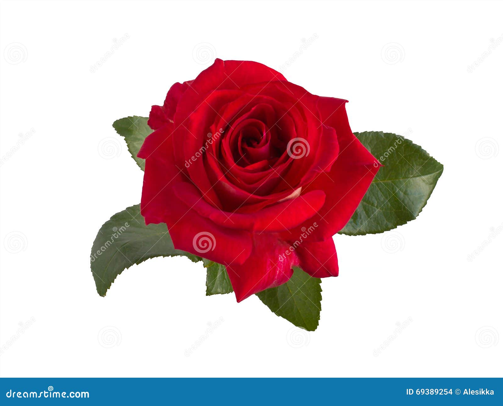 Bright red rose stock photo. Image of full, light, stalk - 69389254