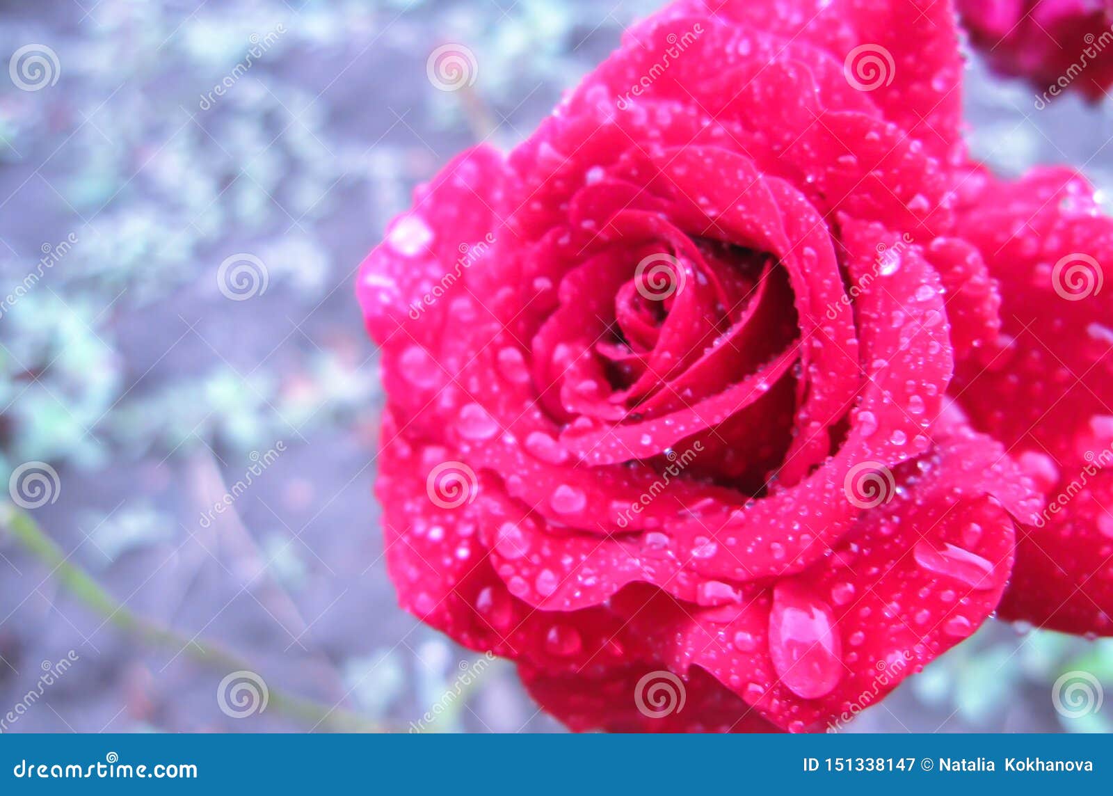 Bright Red Rose in Raindrops Stock Image - Image of flora, romance ...