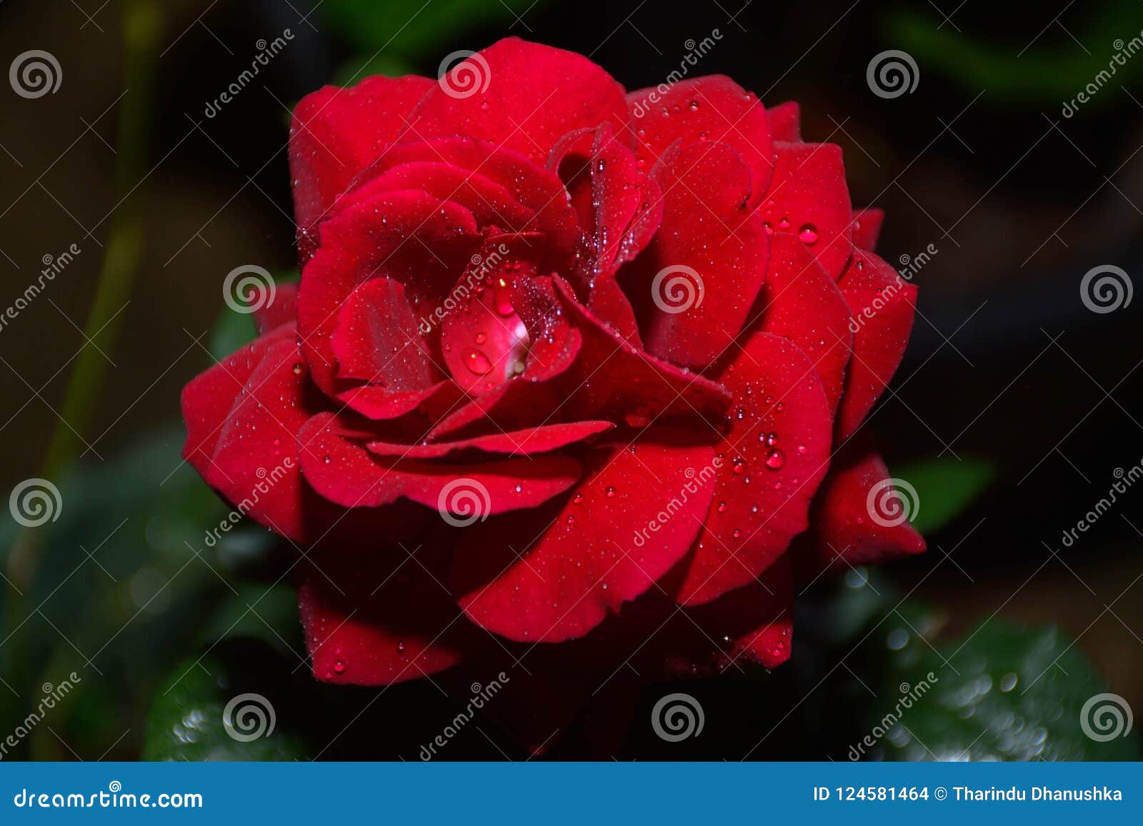 Bright Red Rose stock photo. Image of rose, drops, growth - 124581464