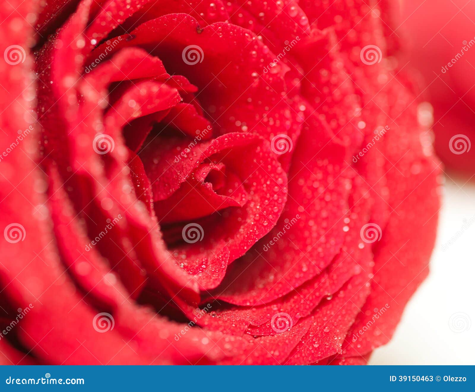 Bright Red Rose with Water Drops Stock Image - Image of freshness, love ...
