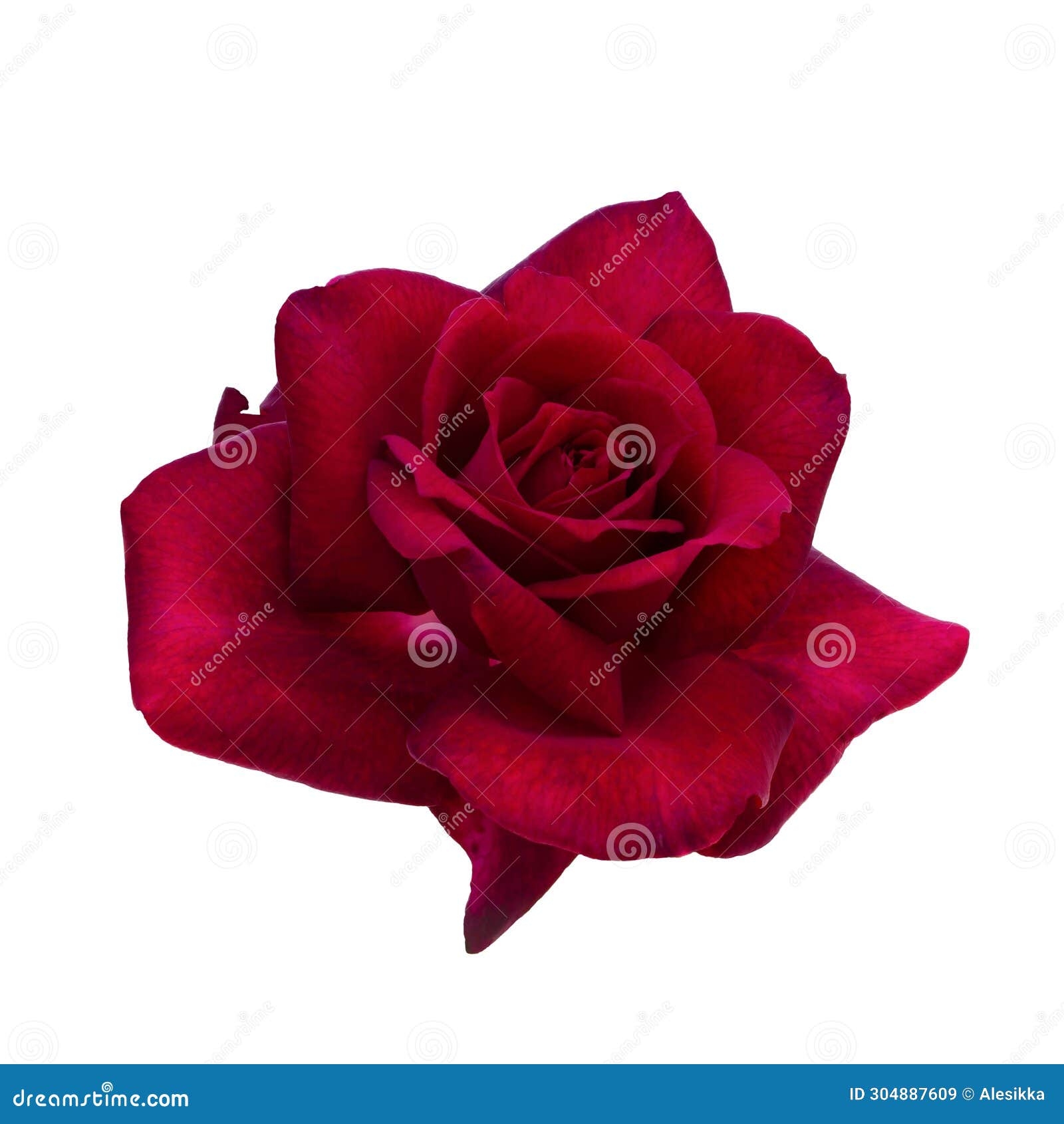 Bright Red Rose is on White Background Stock Image - Image of blossom ...