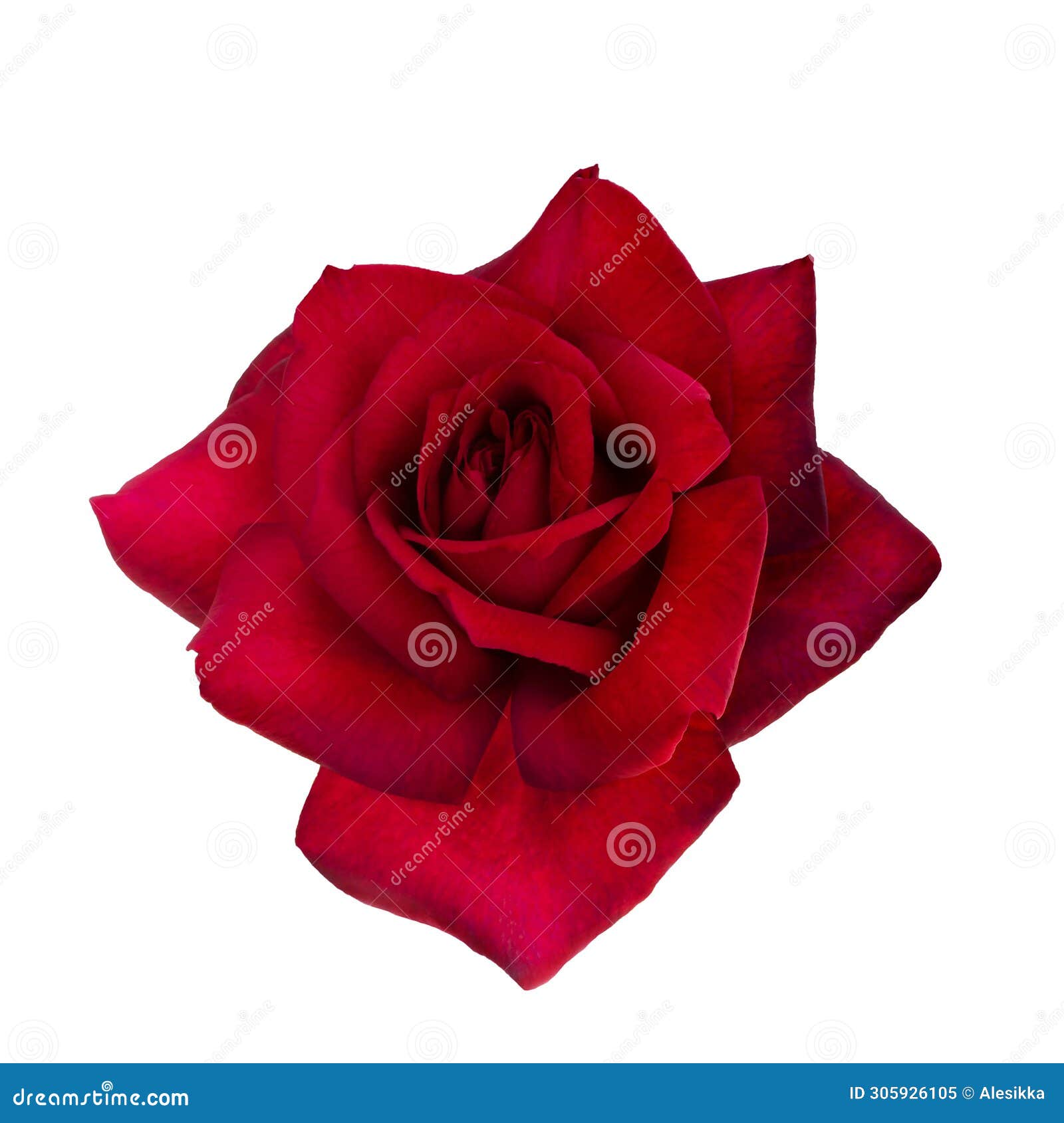 Bright Red Rose is on White Background Stock Image - Image of open ...