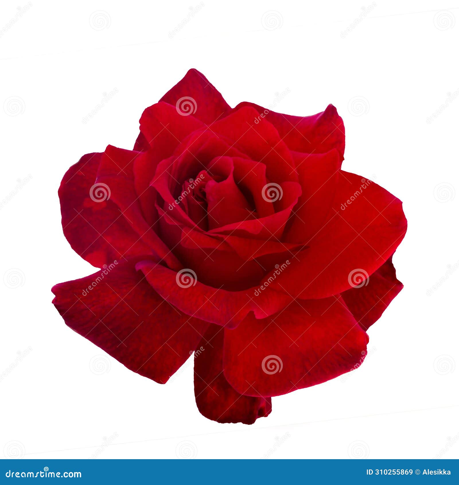 Bright Red Rose is on White Background Stock Image - Image of floral ...