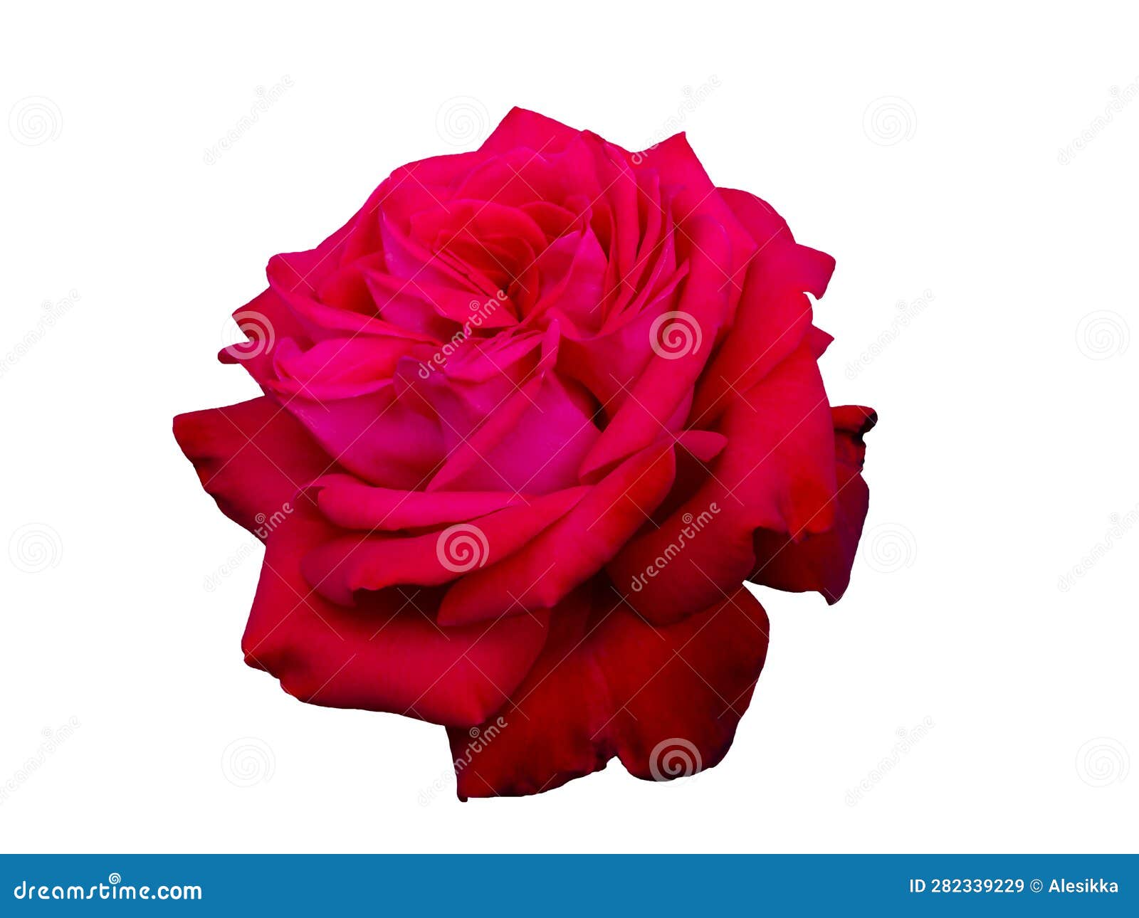 Bright Red Rose is on White Background Stock Image - Image of vibrant ...