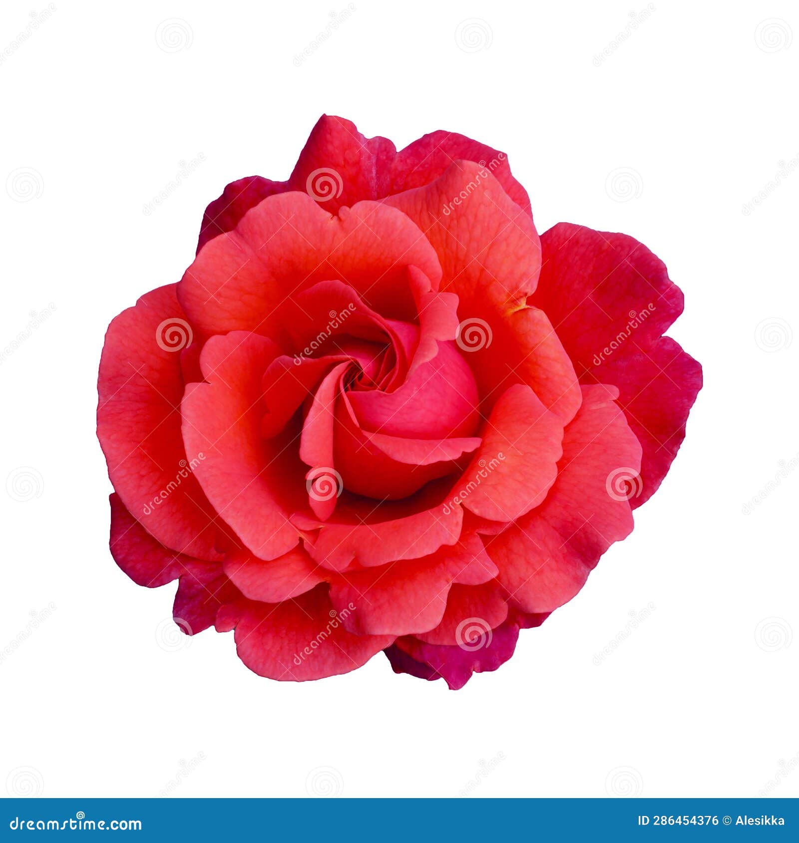 Bright Red Rose is on White Background Stock Photo - Image of beautiful ...