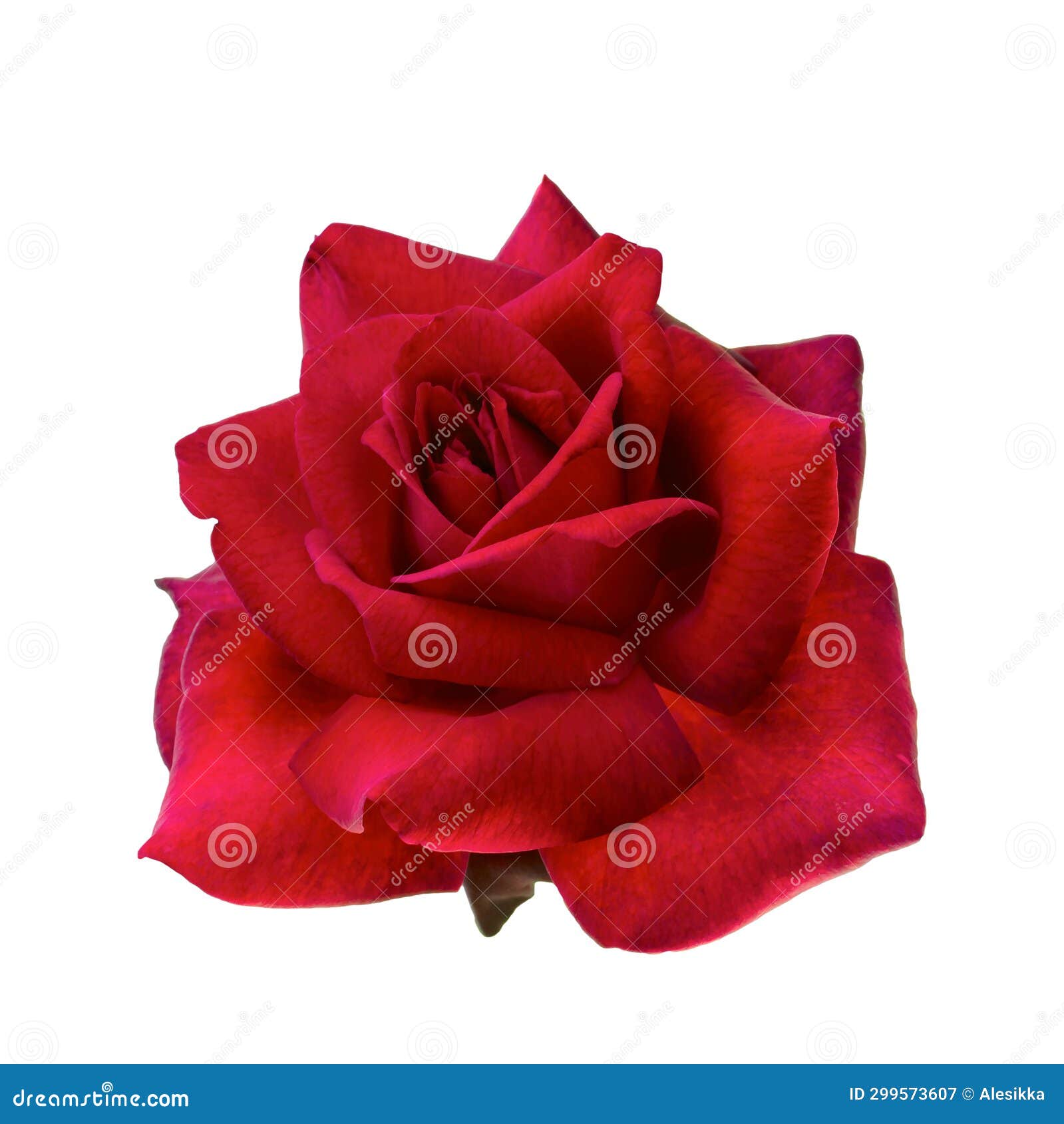 Bright Red Rose is on White Background Stock Image - Image of nature ...