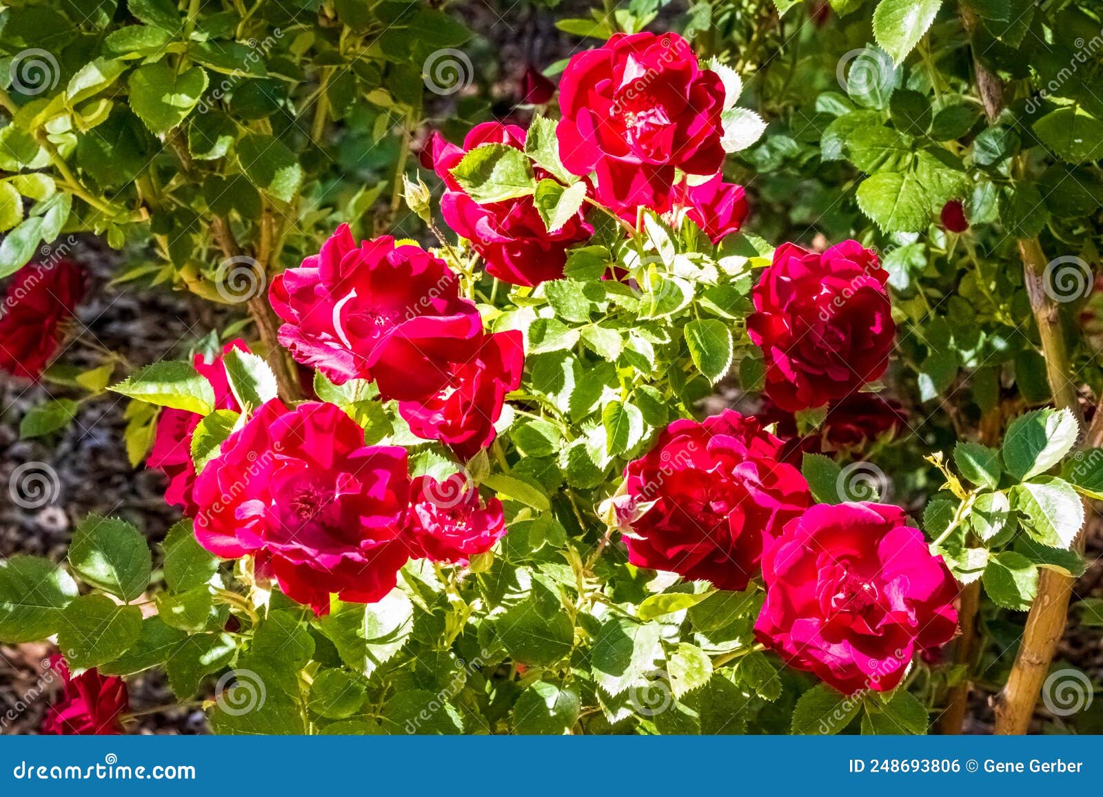 Bright Sunlit Red Roses stock photo. Image of color - 248693806