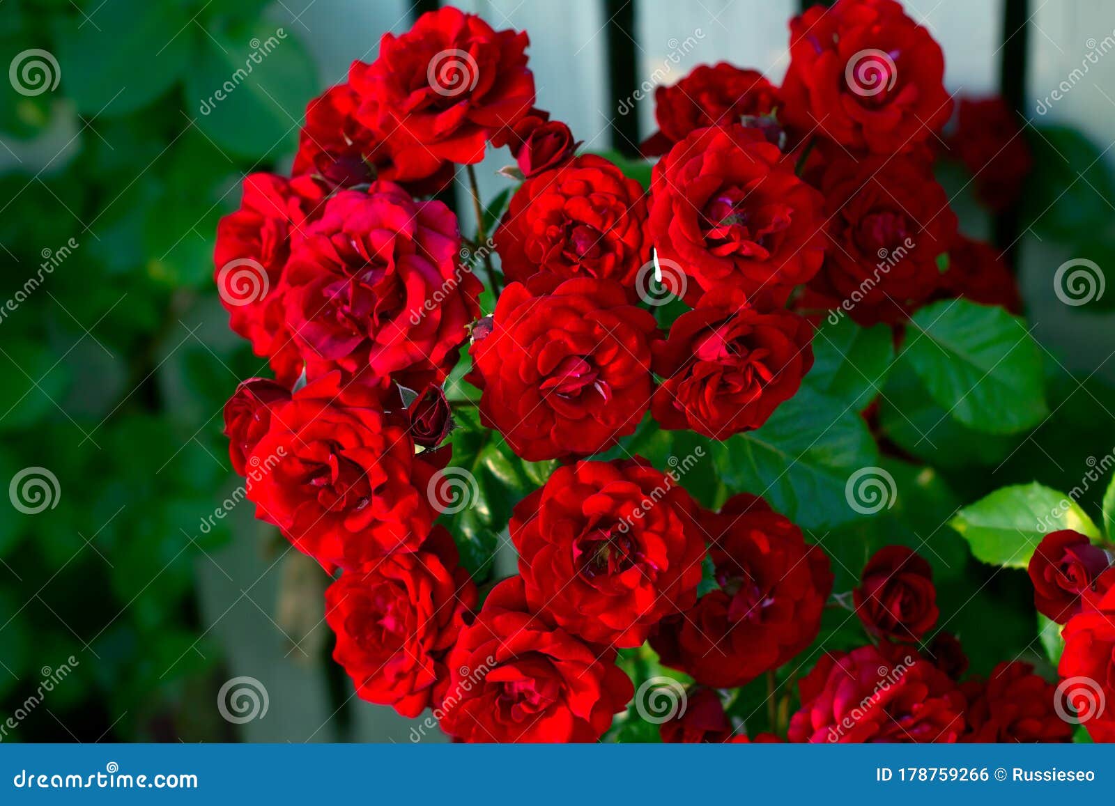 Bright red roses stock photo. Image of greeting, marriage - 178759266