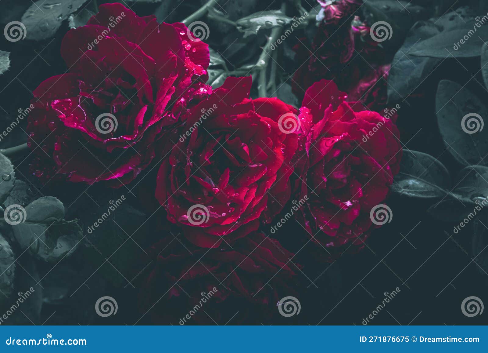 Bright Red Roses after Rain Stock Image - Image of green, rose: 271876675
