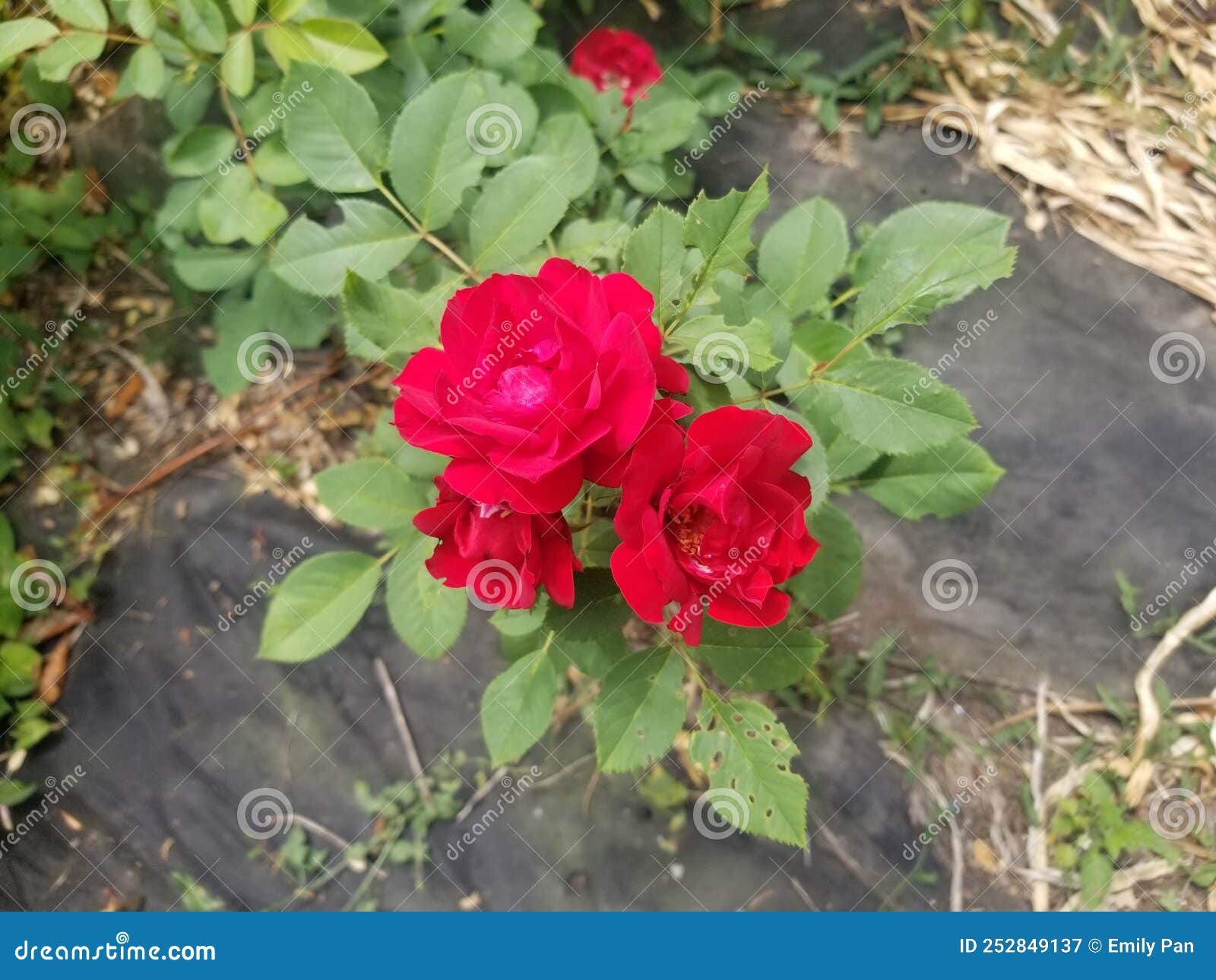 Bright Red Roses stock image. Image of wildflower, plant - 252849137
