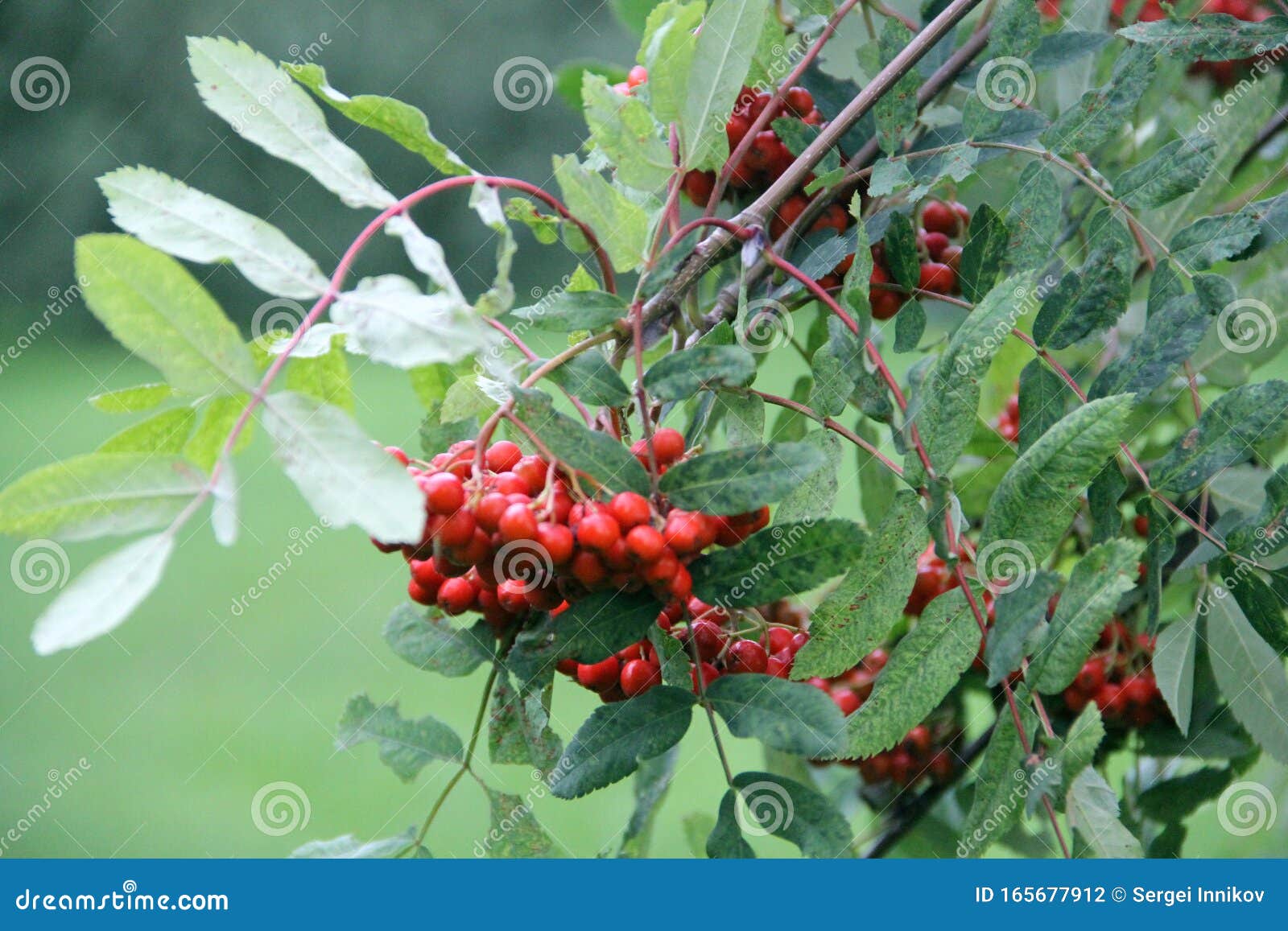 Bright Red Rowan in the Park Stock Photo - Image of botany, fruit ...