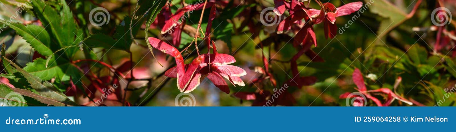 Bright Red Seed Pod Whirligigs in Closeup on a Maple Tree, Highlighted ...