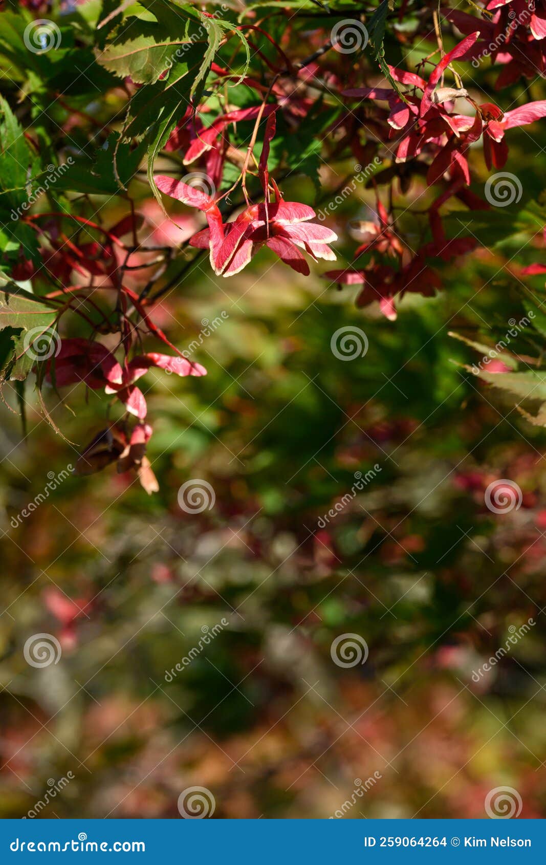 Bright Red Seed Pod Whirligigs in Closeup on a Maple Tree, Highlighted ...