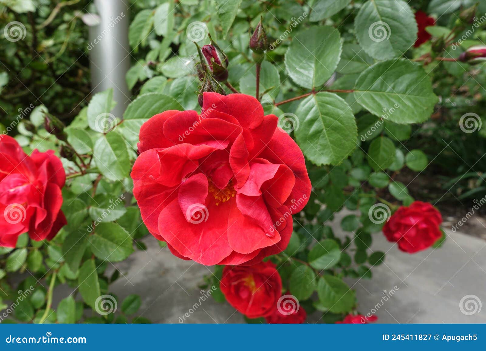 Bright Red Semi Double Flowers of Rose Stock Image - Image of blossom ...