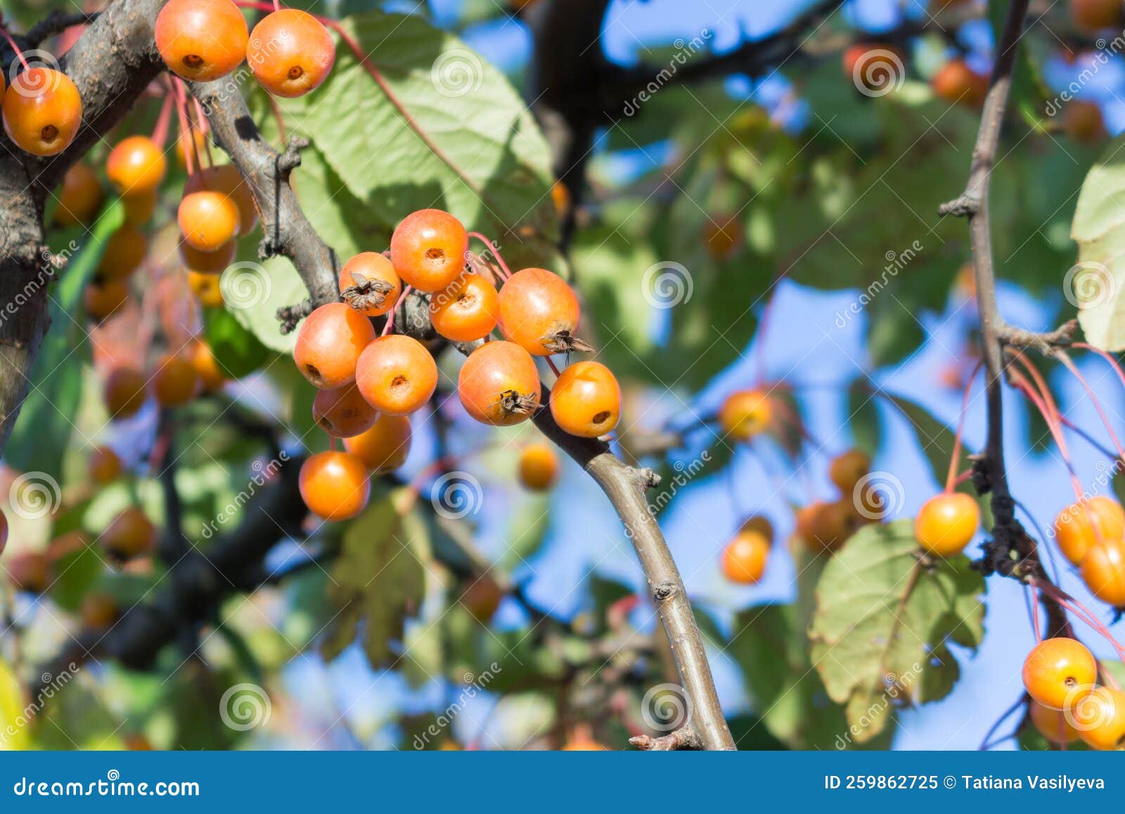 Bright Red Apples on a Decorative Apple Tree in the Park. Stock Image ...