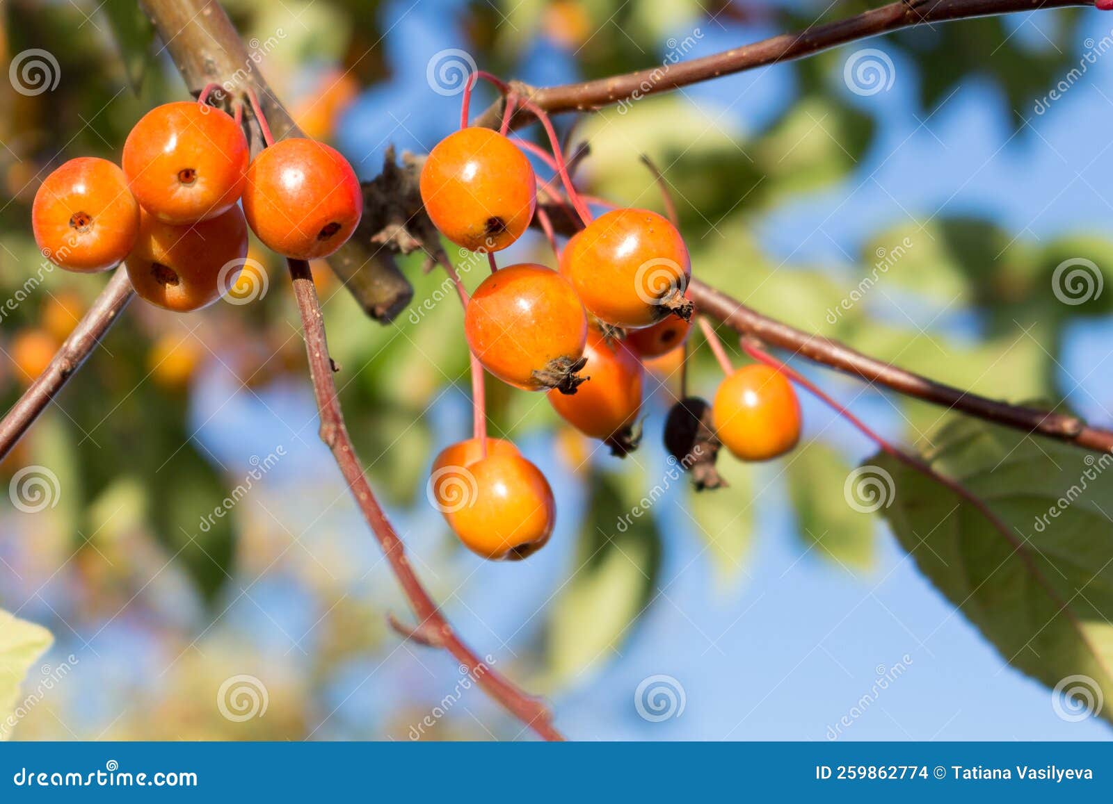 Bright Red Apples on a Decorative Apple Tree in the Park. Stock Photo ...